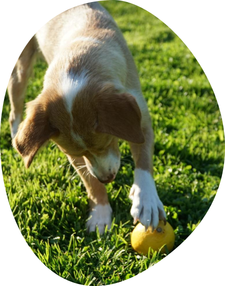 Neembu - Moderne en eenvoudige payroll